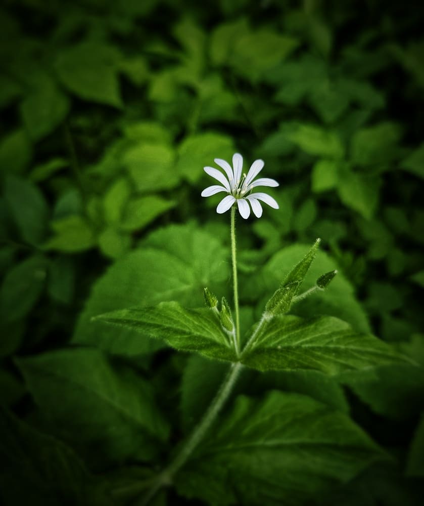 Apie Mane - Herbasensa